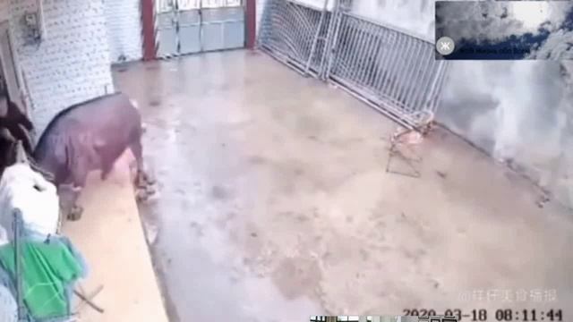 Китайская коррида. Жестокое нападение быка на человека