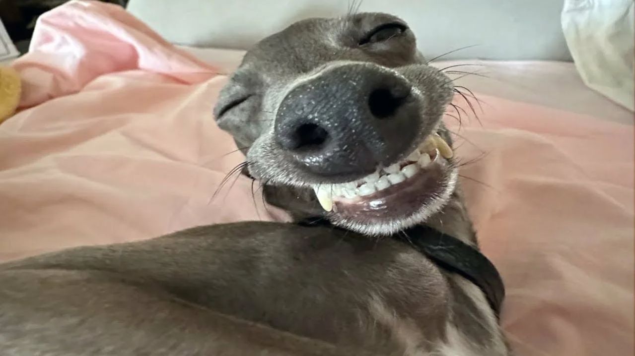 СМЕШНЫЕ КОТЫ | ЛУЧШИЕ ПРИКОЛЫ С КОТАМИ, КОШКИ, ЖИВОТНЫЕ, СМЕШНОЕ ВИДЕО