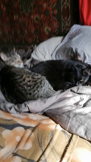 КОТЫ КУЗЯ И МАСИК (ПОЛОСАТЫЙ) 060426