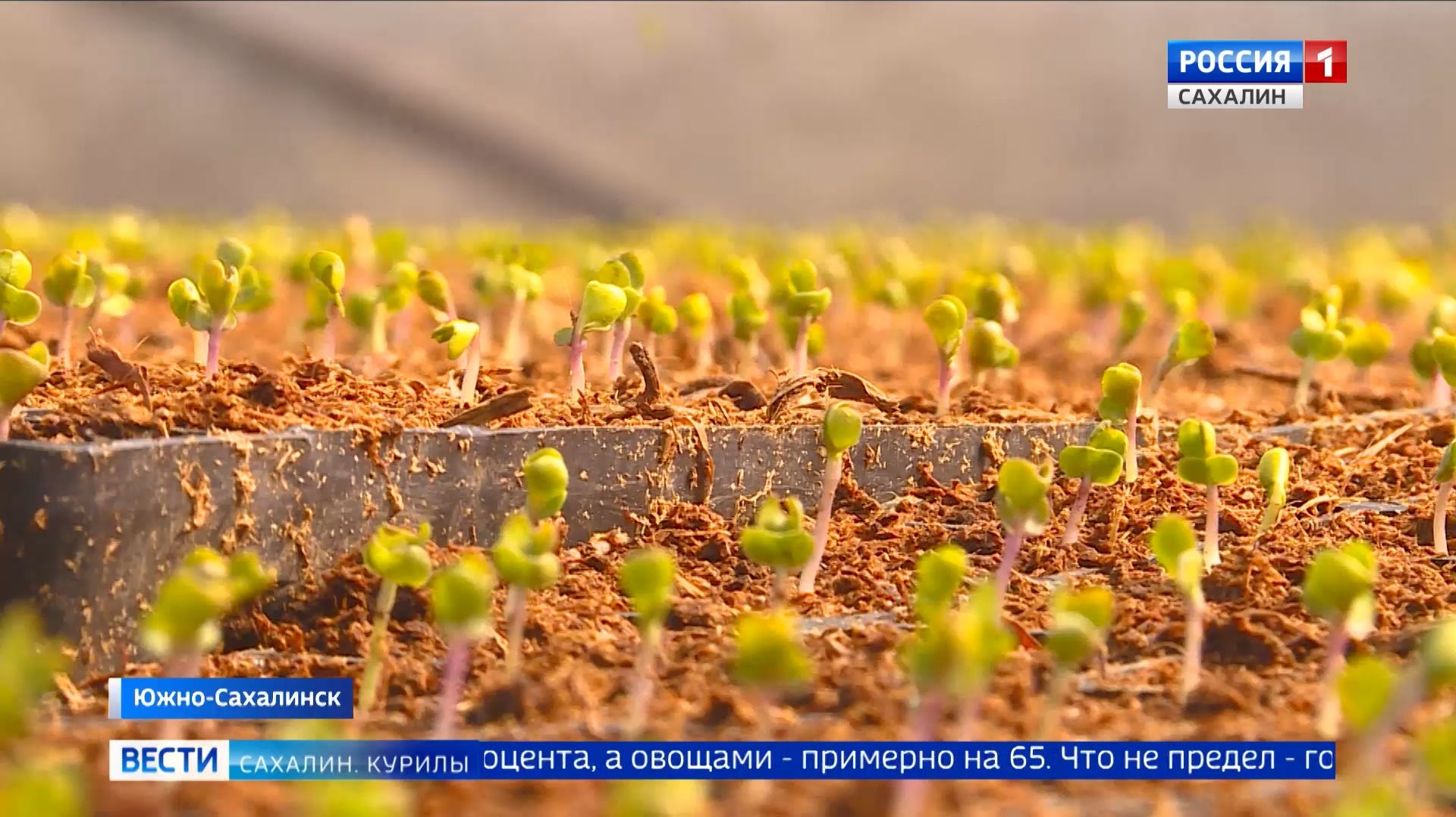 "Вести. Сахалин. Курилы". 3 апреля 2026 года