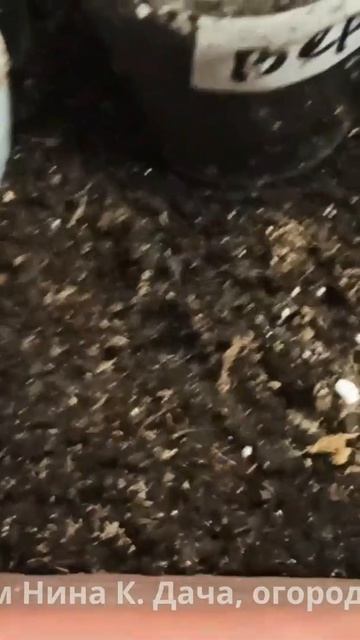 Лайфхак для рассады томатов. На дно рассадного ящика  кладу #рассада #огород #томаты #выращивание