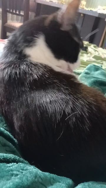 Барсик умывается 🤩😃