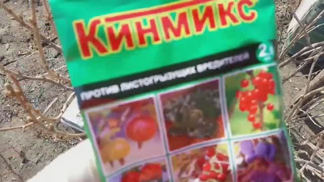 2325.  ВПЛ. Смородины зеленый конус. Обработка!