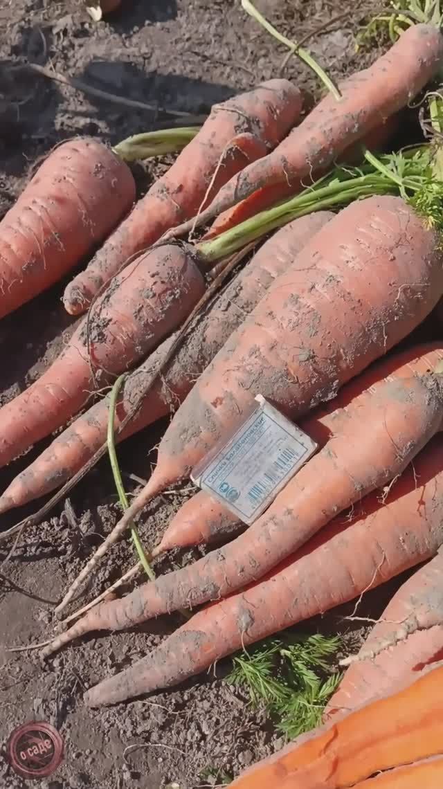 морковь Нантская улучшенная