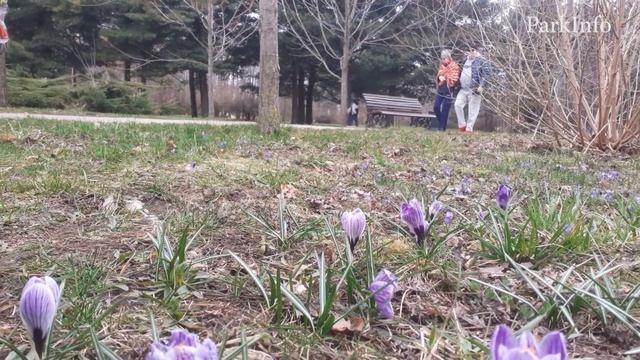 Цветение фиолетового  шалфея