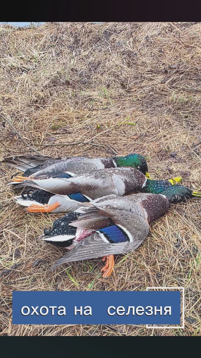 охота на утку (селезня)
