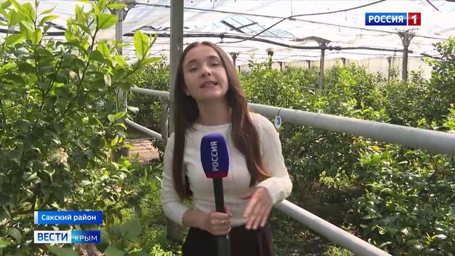 Крымский агротуризм: как фермер превратил лимоны в дело жизни?