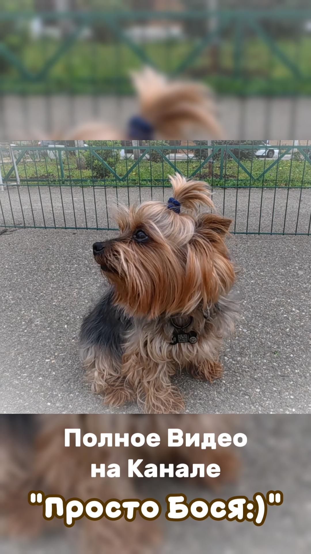 Стрижка Бося 2026 апр