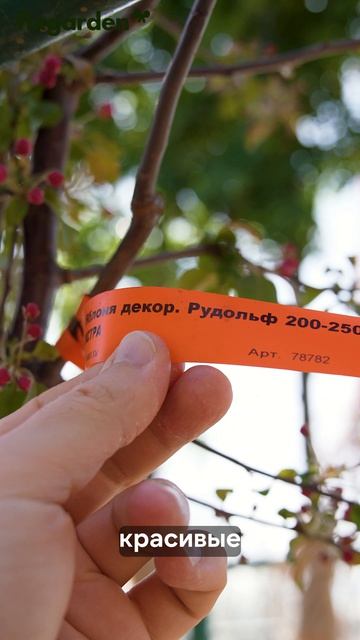 Роскошь весеннего сада