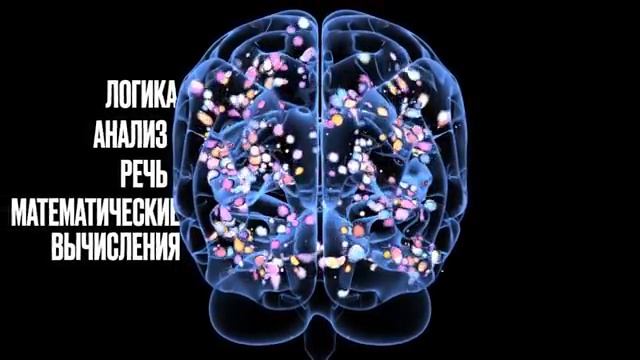 Удивительные факты. Мозг человека – Олег Боков