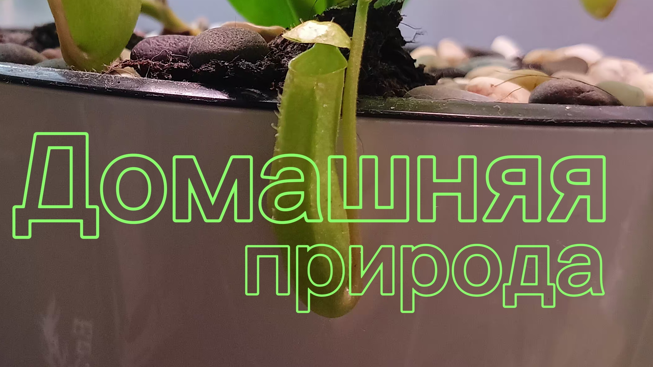 ВЕНЕРИНА МУХОЛОВКА | уход и содержание | в конце ответы на часто задаваемые вопросы