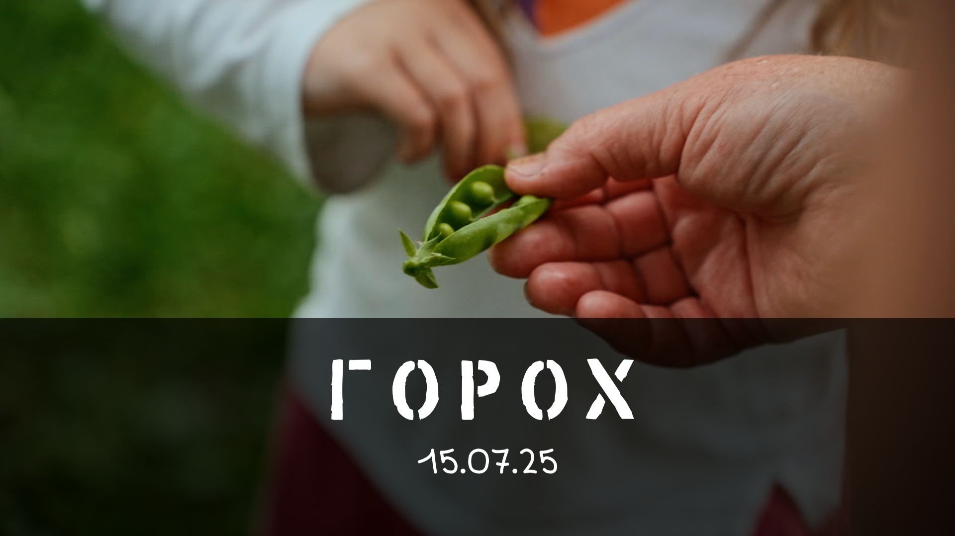 Горох 15.07.25