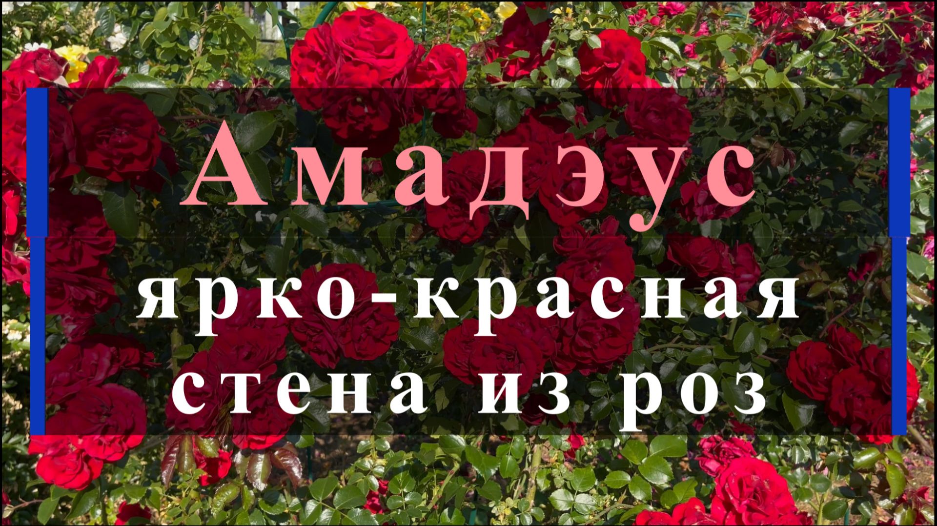 Амадэус - ярко-красная стена из роз