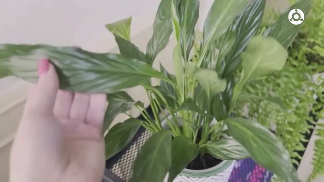 Обработка комнатного цветка