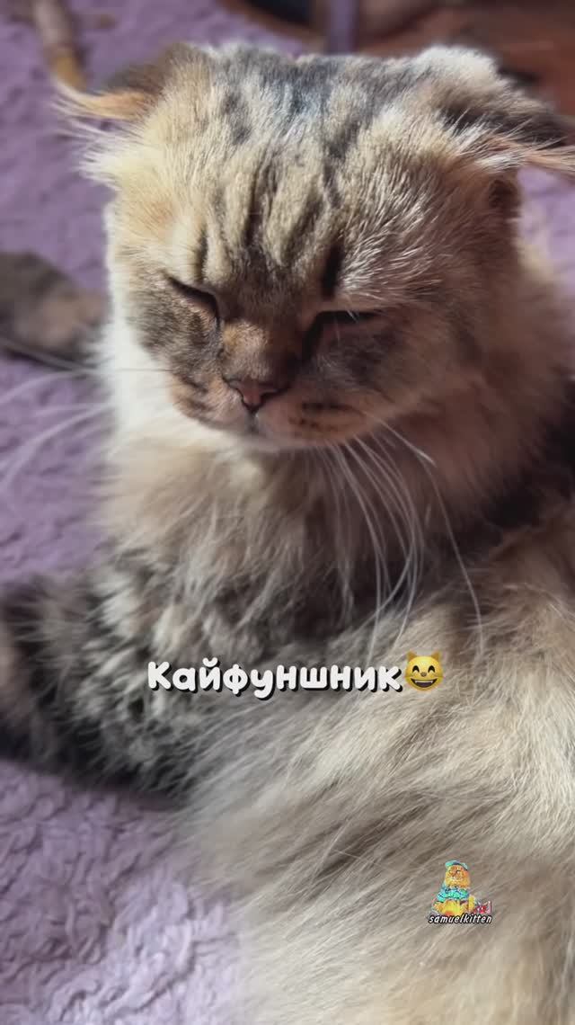 Надвигается кайфун😹 #котики #юмор #животные