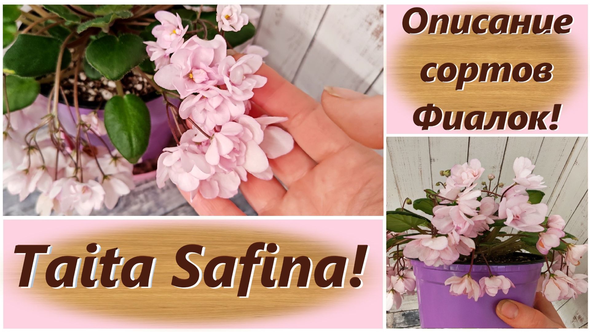 Описание сортов Фиалок! Taita Safina!