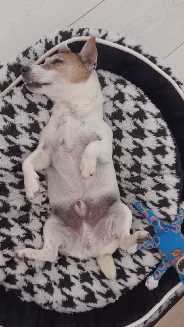 Маленький любимый засоня