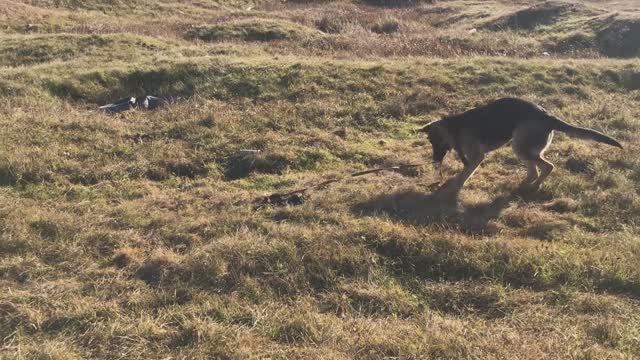 Овчарка. Щенок отцепился и хулиганит