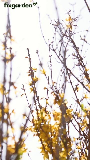 Роскошь весеннего сада