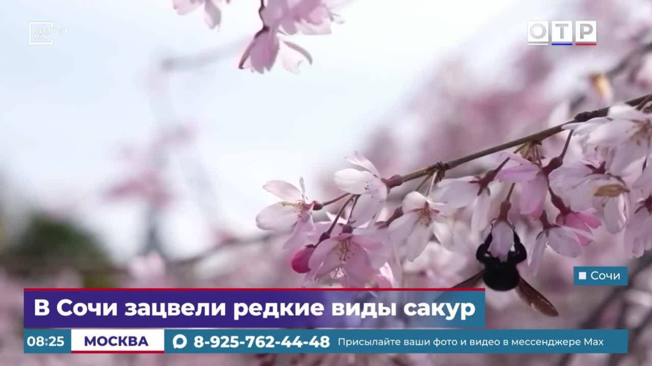 В Сочи зацвели редкие виды сакуры