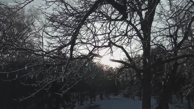 Деревья обледенели. 6 апреля.mp4