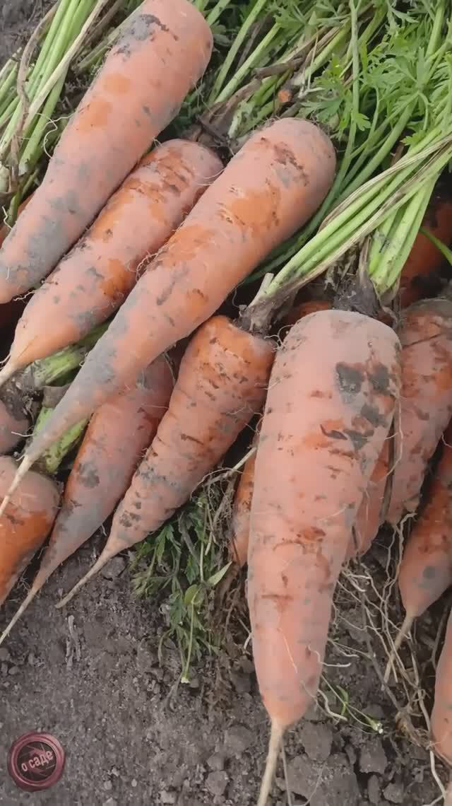 морковь Лонге Ротте