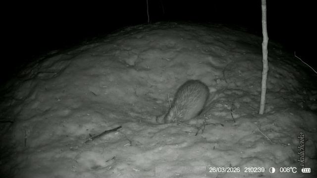 ДВЕ НЕДЕЛИ ВЕСНОЙ С БАРСУКАМИ