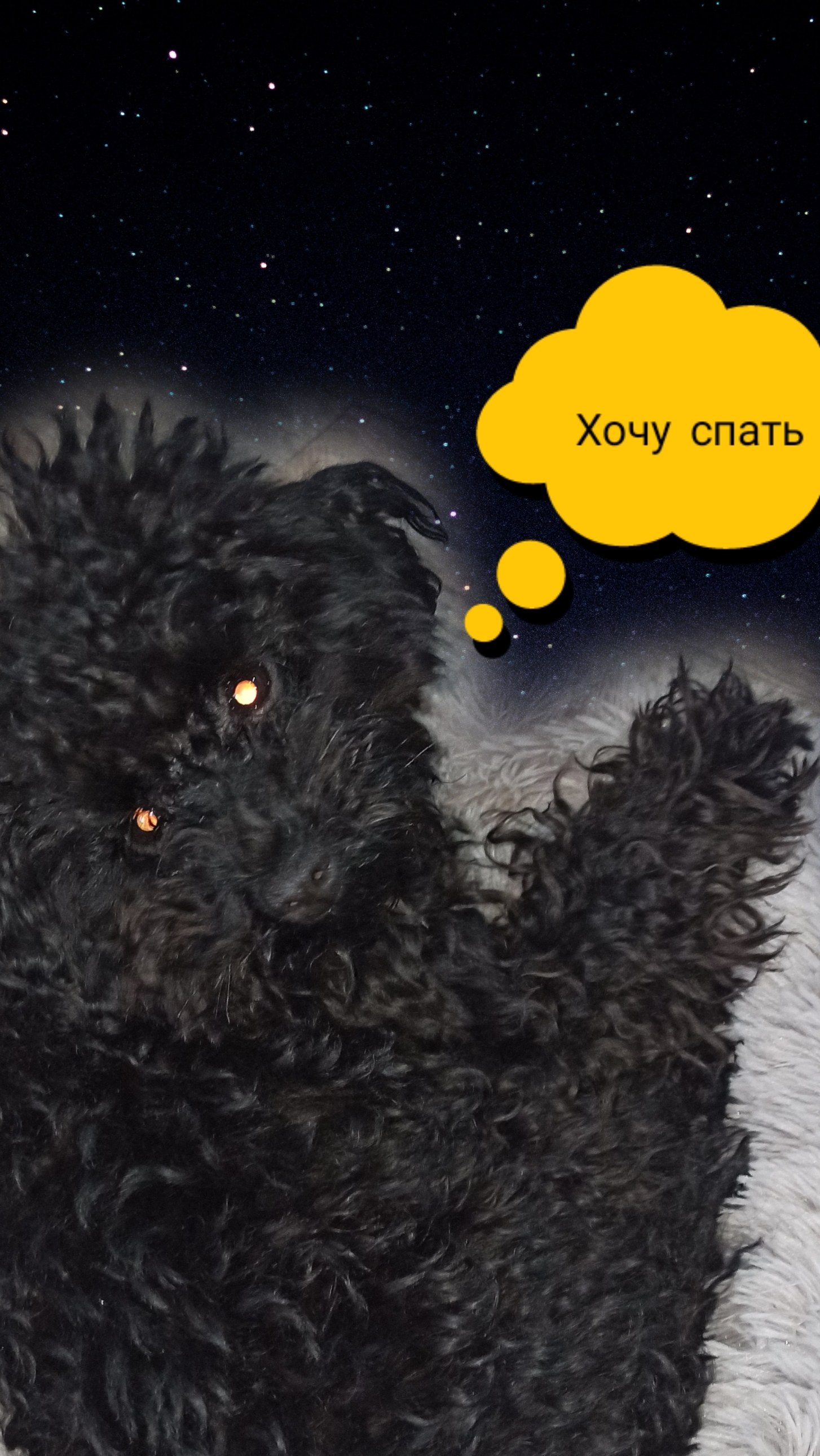 Собака Айза готовиться спать 😂