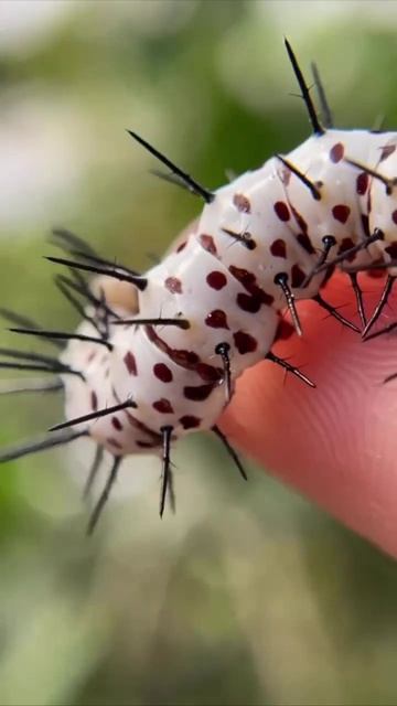 Белая гусеница с длинными черными шипами, из которой потом получится длиннокрылая бабочка-зебра