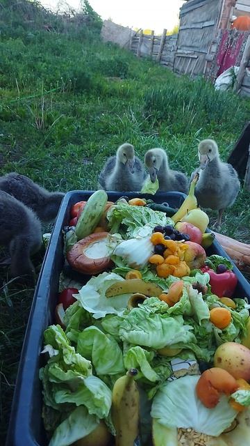 шведский стол у гусят)