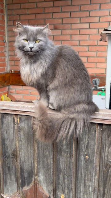 Хорошо на перилах посидеть…