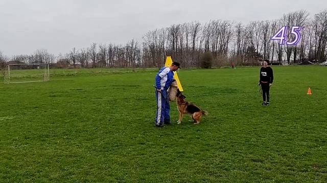 2 Отл. ЧИЛИ из Фортуна Мерди +++ №45. КРАСНОДАР 28 марта`26 Моно немецких овчарок