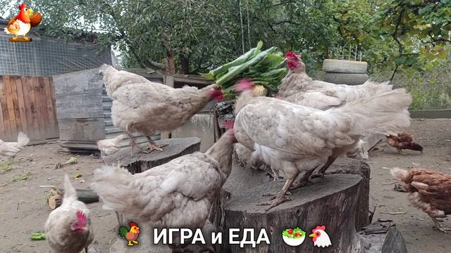 Кормление кур овощами и фруктами для зарядки и от скуки 🥗🐓🤗  (82)