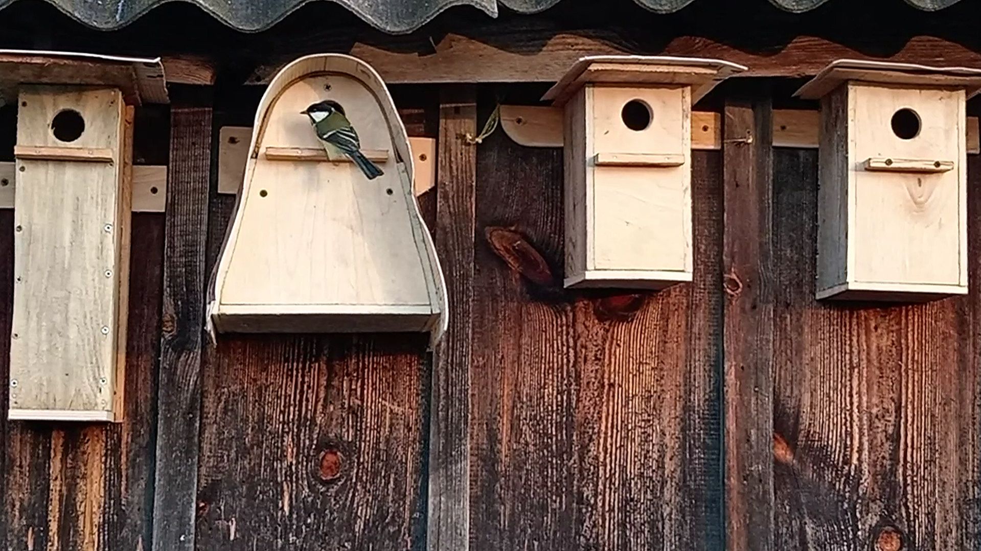 Синички и Воробьи осваивают новые Синичники