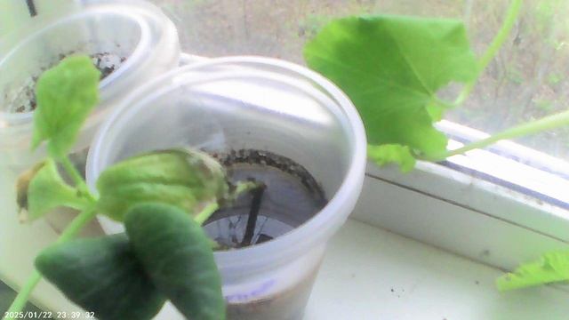 Обзор: умышленный переполив рассады кабачков сорта Грибовские