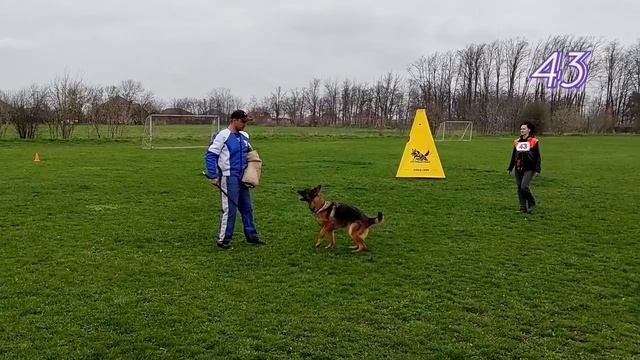 3 Отл. Баларис ЧУДЬ +++ №43. КРАСНОДАР 28 марта`26 Моно немецких овчарок