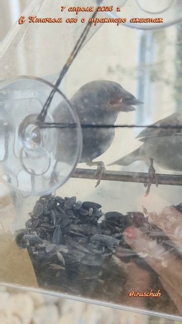 7 апреля 2026 г. В Птичьем сне о тракторе ажиотаж #ялта #ялта2026 #воробьи