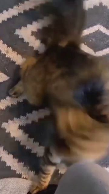 Смешные коты #117-6