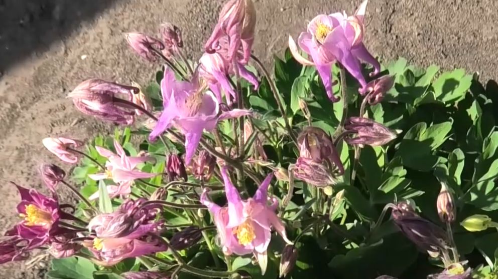 Выращивание многолетнего цветка аквилегии из семян