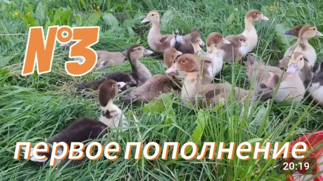 N°3. Стихийный рынок.  Ремонт кирпичной печи.  Из города в деревню.