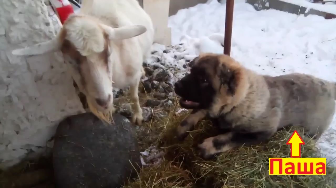 Хватит есть! Пойдём играть!