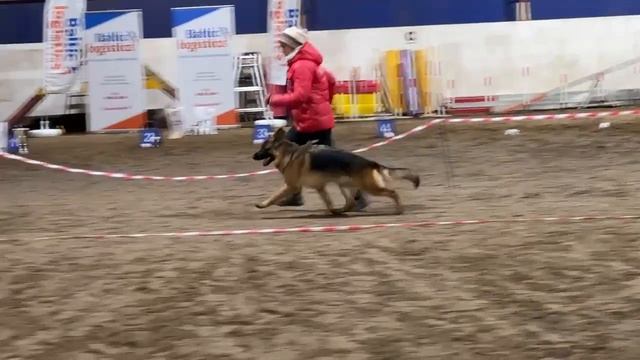 РАБОЧИЙ СУКИ / КЧК ВОЛОГДА 4 апреля`26 А.Буйнова Моно немецких овчарок