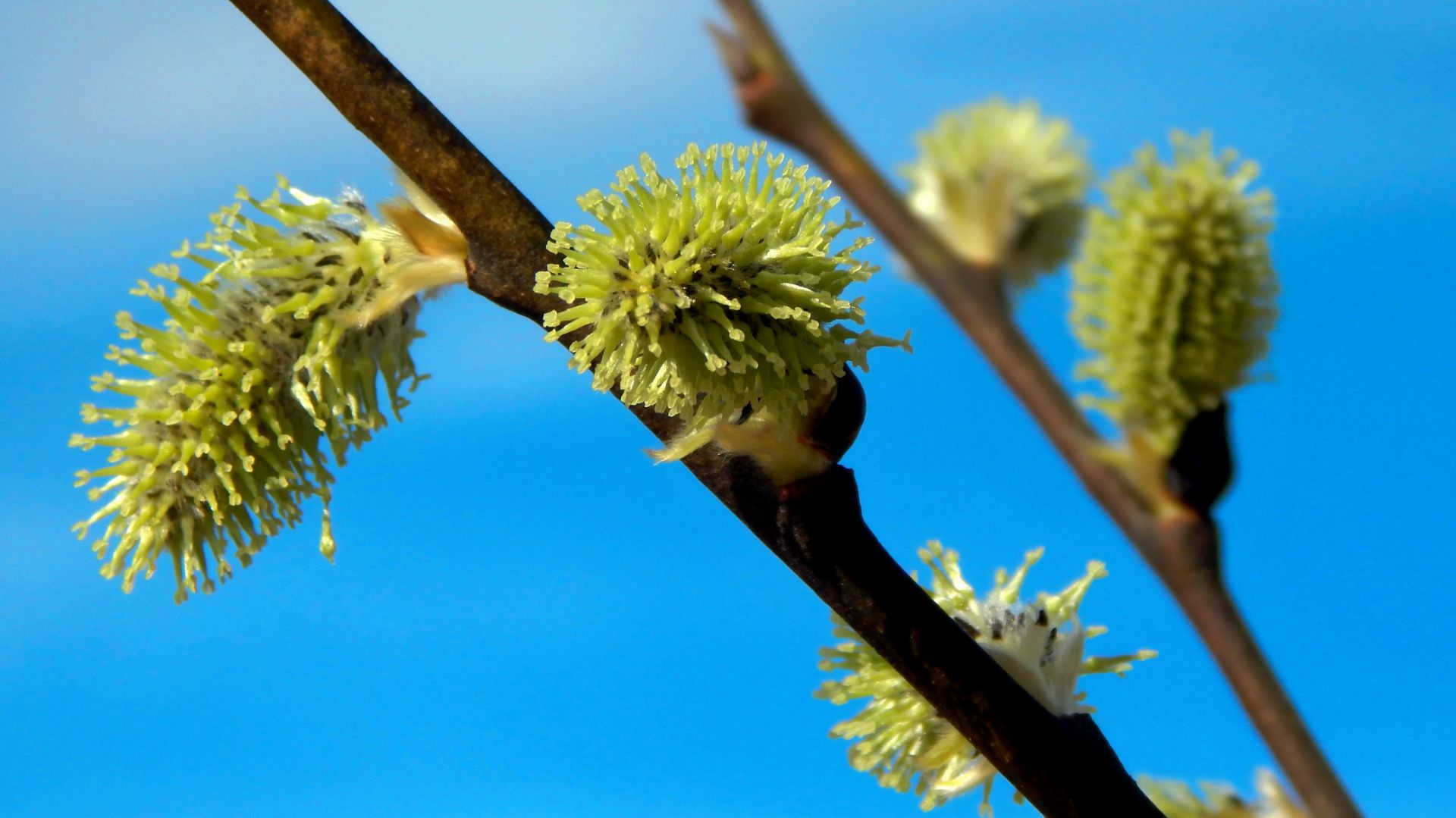 Начало апреля прилетели чайки