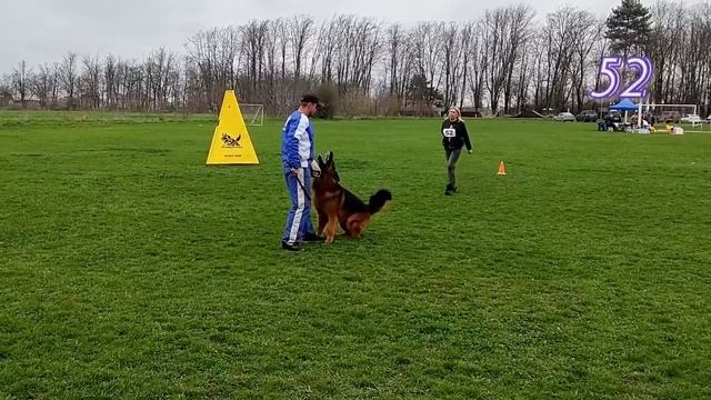 1 Отл. КЧК ТАТЕМДЖИФЕРОХАН +++ №52. КРАСНОДАР 28 марта`26 Моно немецких овчарок