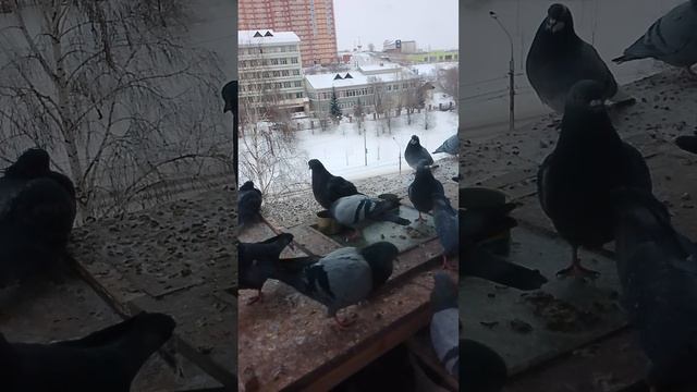 Голуби зимой любят пить горячую воду