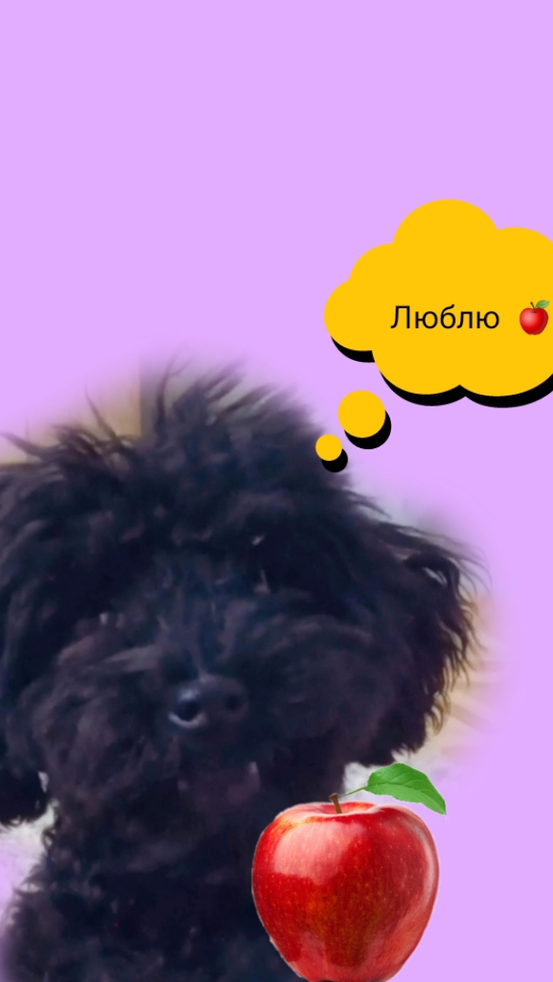 Собачка Айза любит яблоки 🍎