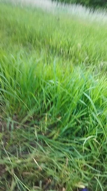 маленький пастушок)