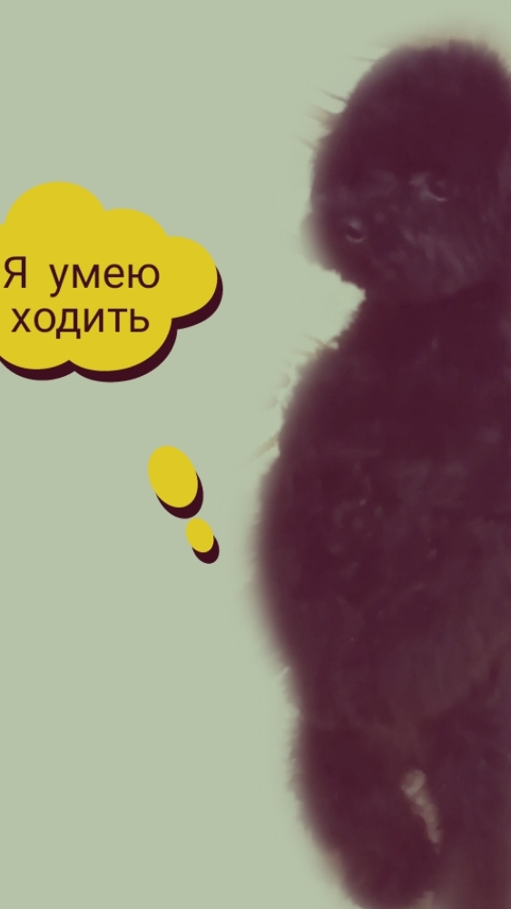 Собачка Айза ходит как человек 😂