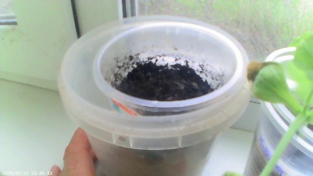 Обзор горшка с посевом кабачка сорта "Желтоплодный"