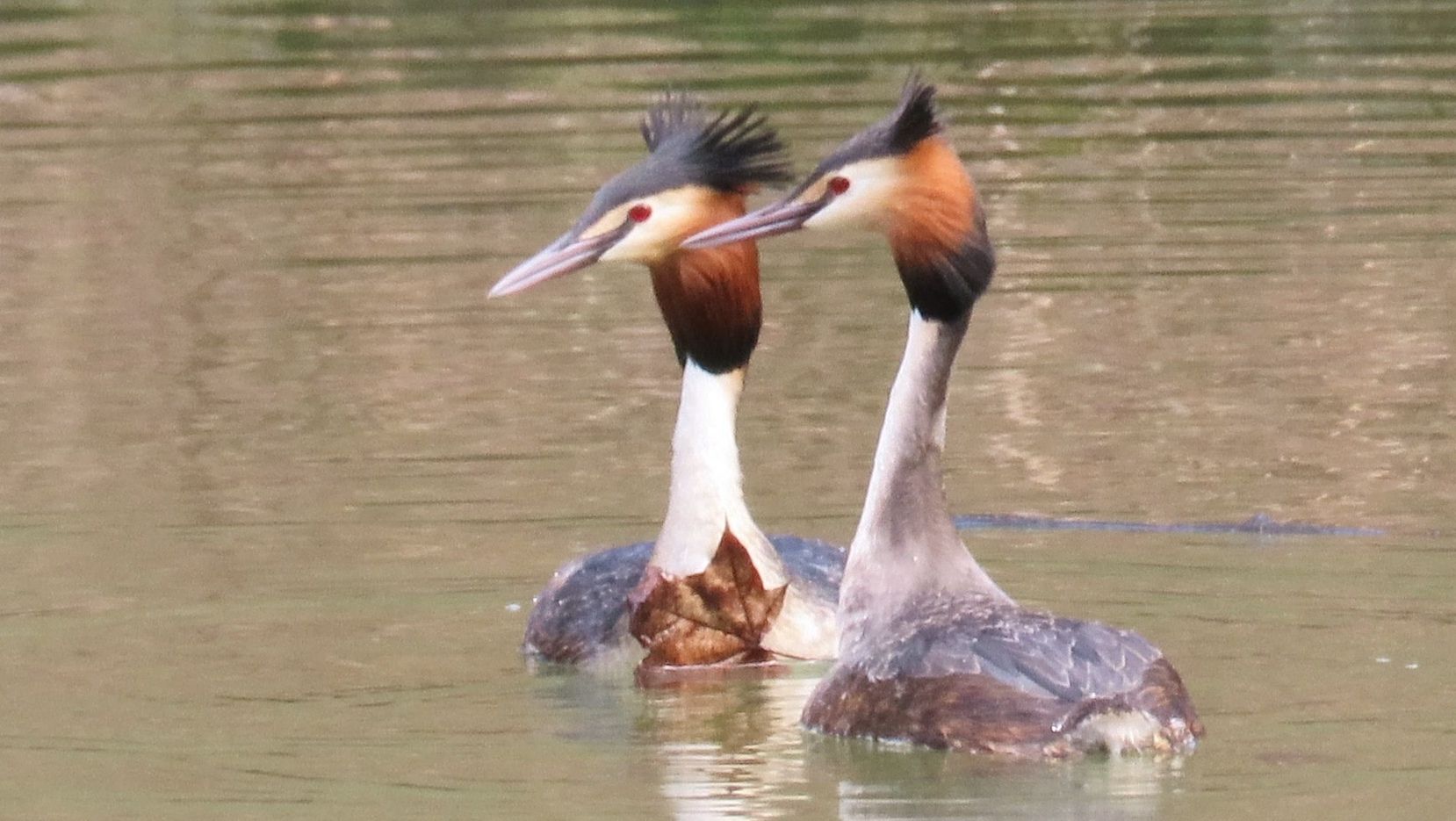 Чомги из Царицино, 04 апреля 2026